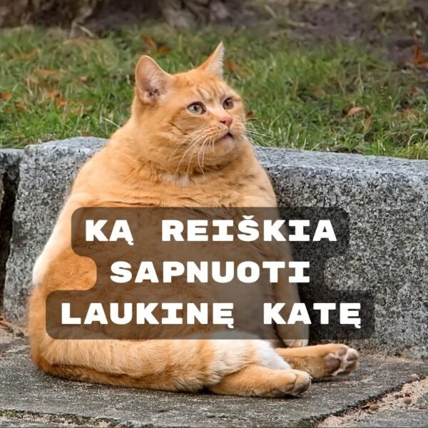 Ką Reiškia Sapnuoti Laukinę Katę | EKUS